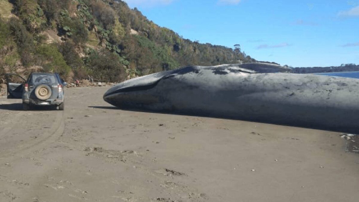 ENORME BALLENA AZUL llega muerta a la orilla de una playa chilena ...
