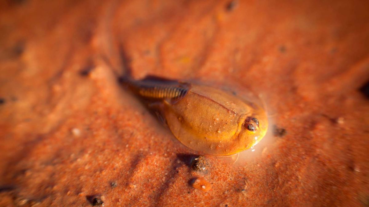 Despertaron CAMARONES DINOSAURIOS en el desierto de Nevada – Impacto ...