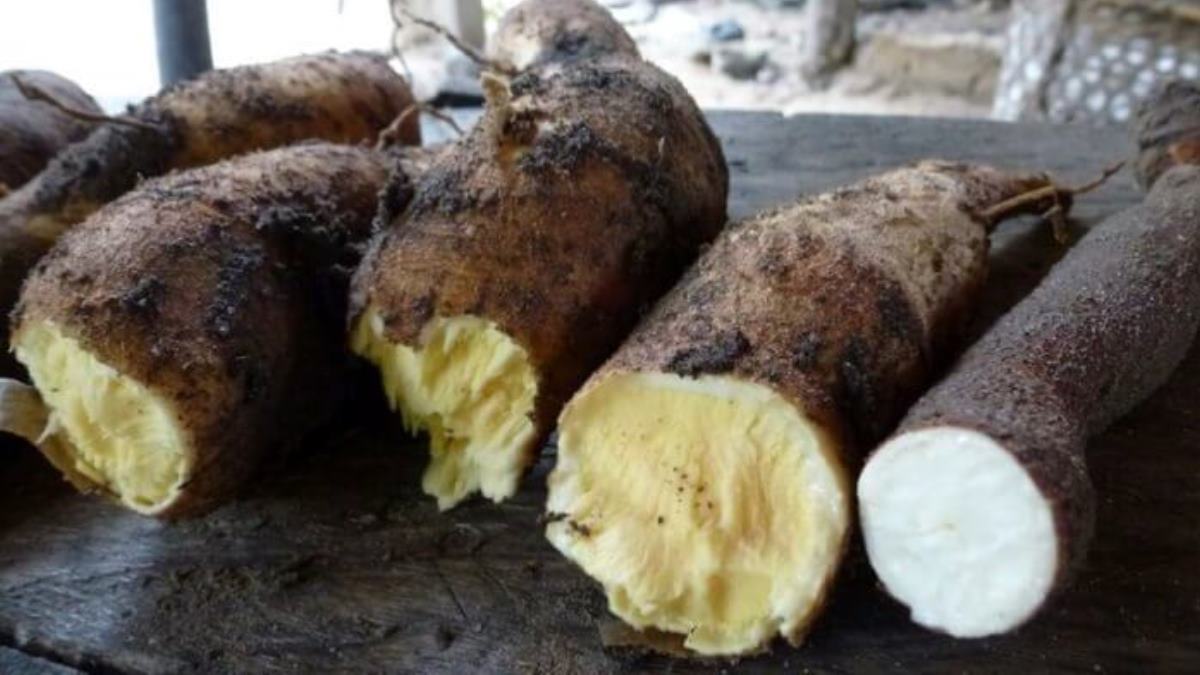 Niña de nueve años murió tras comer yuca amarga – Impacto Venezuela