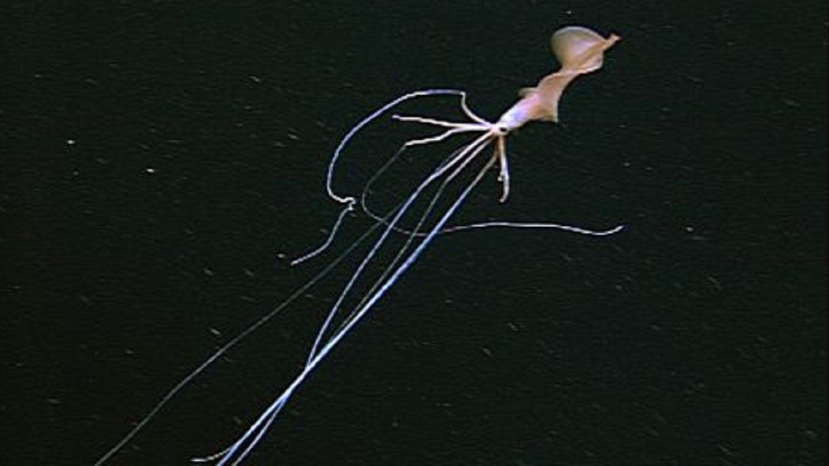 CONOCE a BIGFIN: el calamar gigante más raro y esquivo del mundo ...