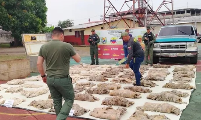 Autoridades decomisan casi mil kilos de chigüire y baba en Barinas ...